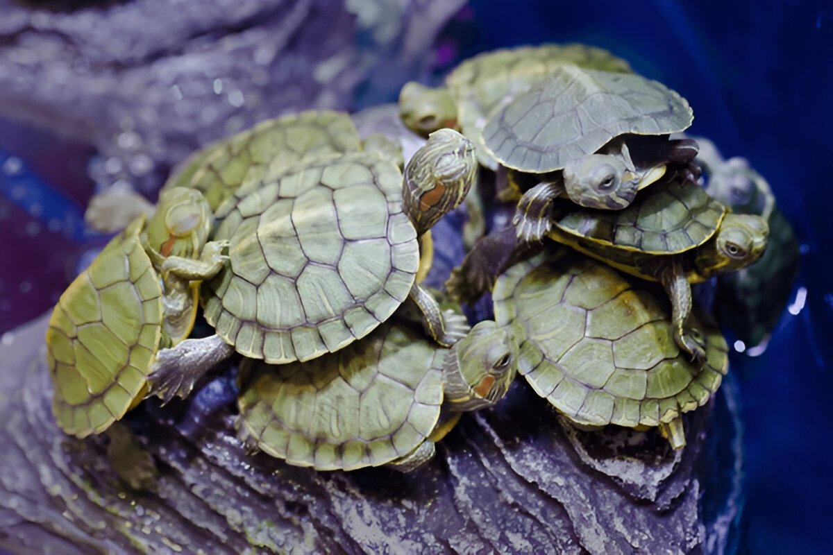 About – Turtle Zone